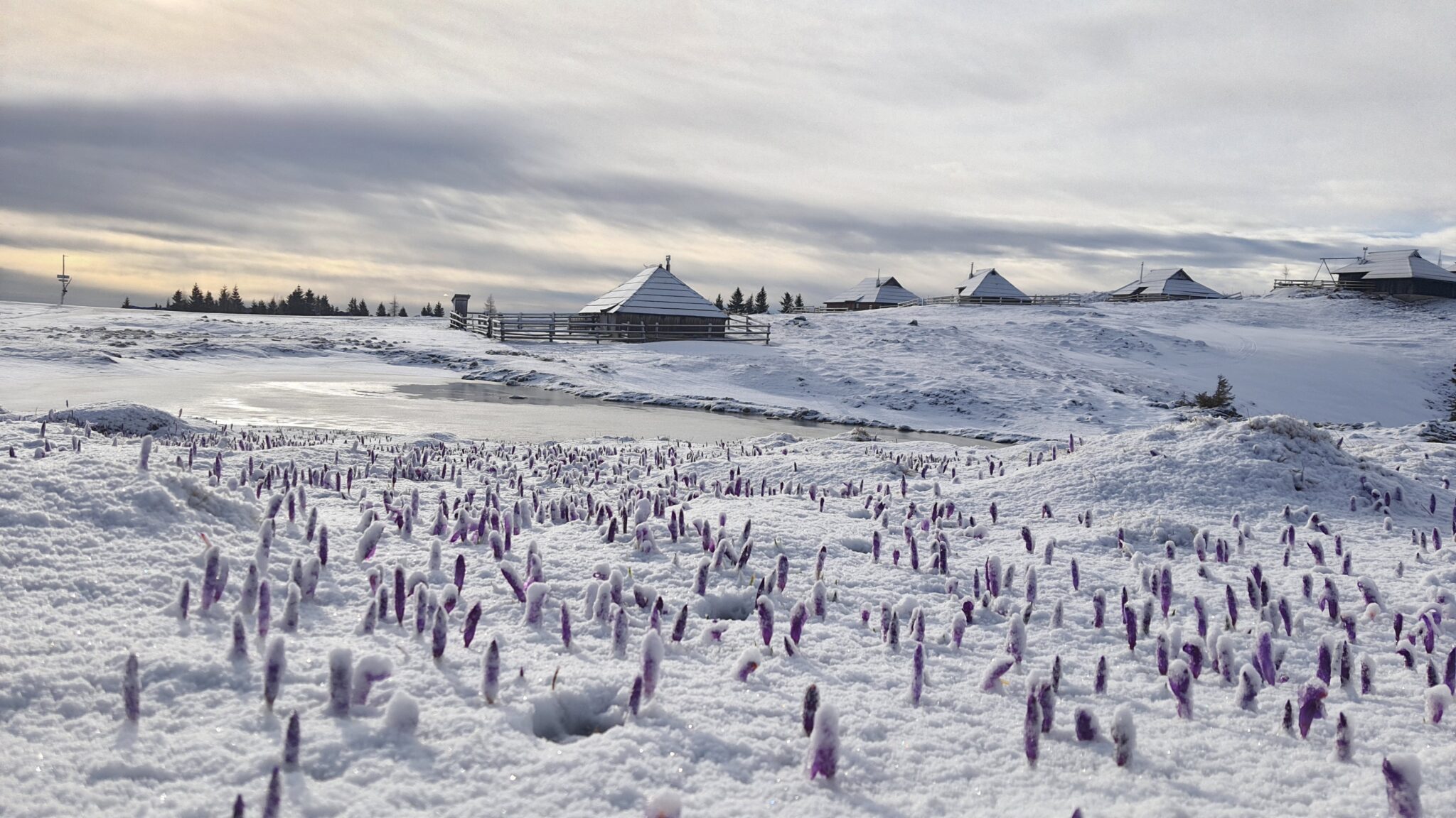 Kdaj na žafrane na Veliko planino? - Koča - Pravljica na Veliki planini